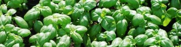 10 Herbs used in Italian Cooking – Toscana Mia Blog