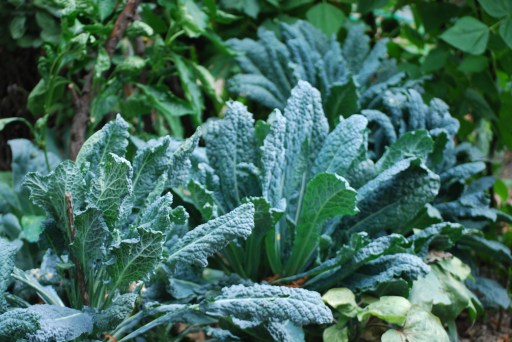 Cavolo Nero/Black Cabbage Pesto – Toscana Mia Blog