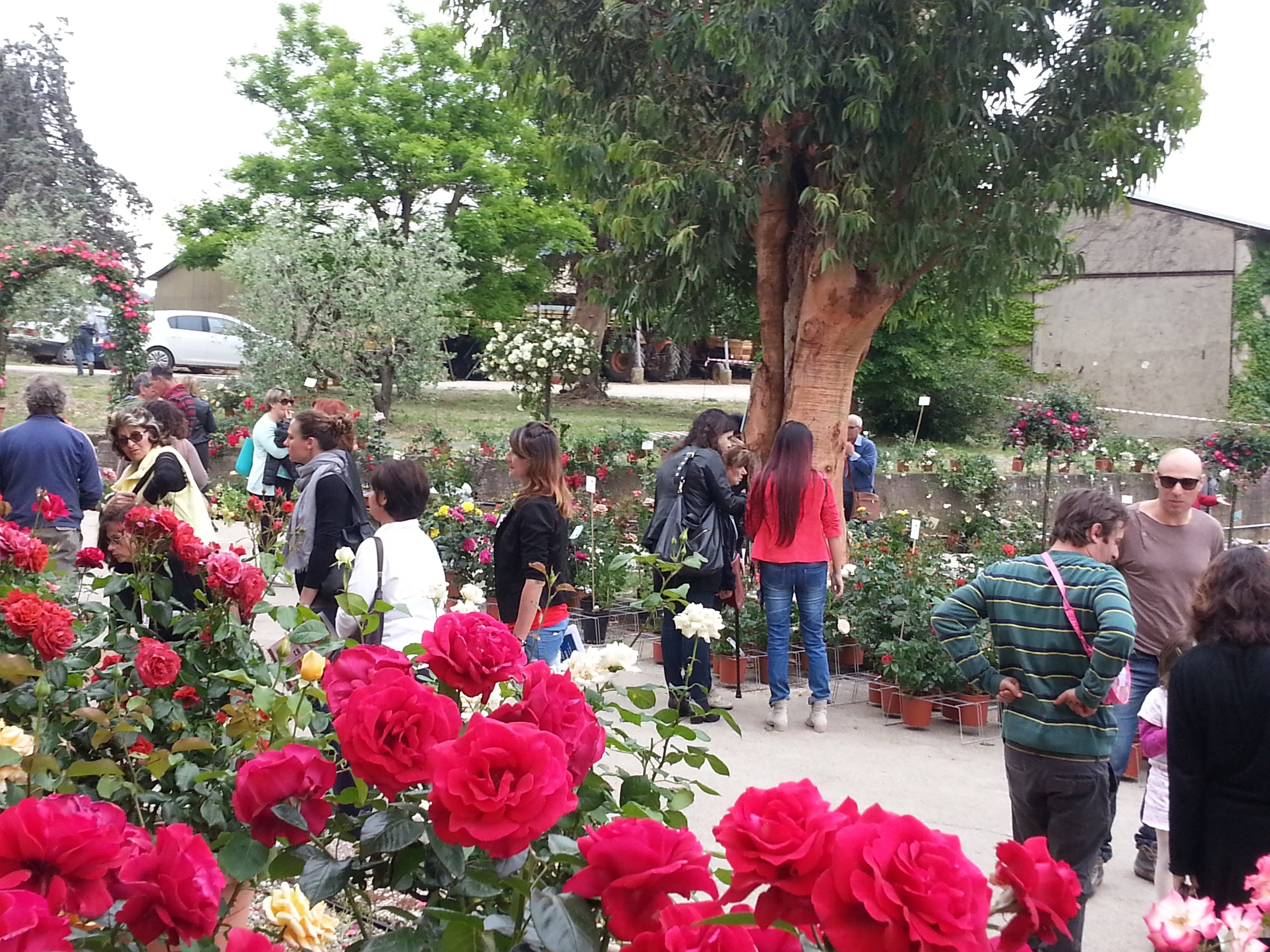 Tuscan Roses – Toscana Mia Blog