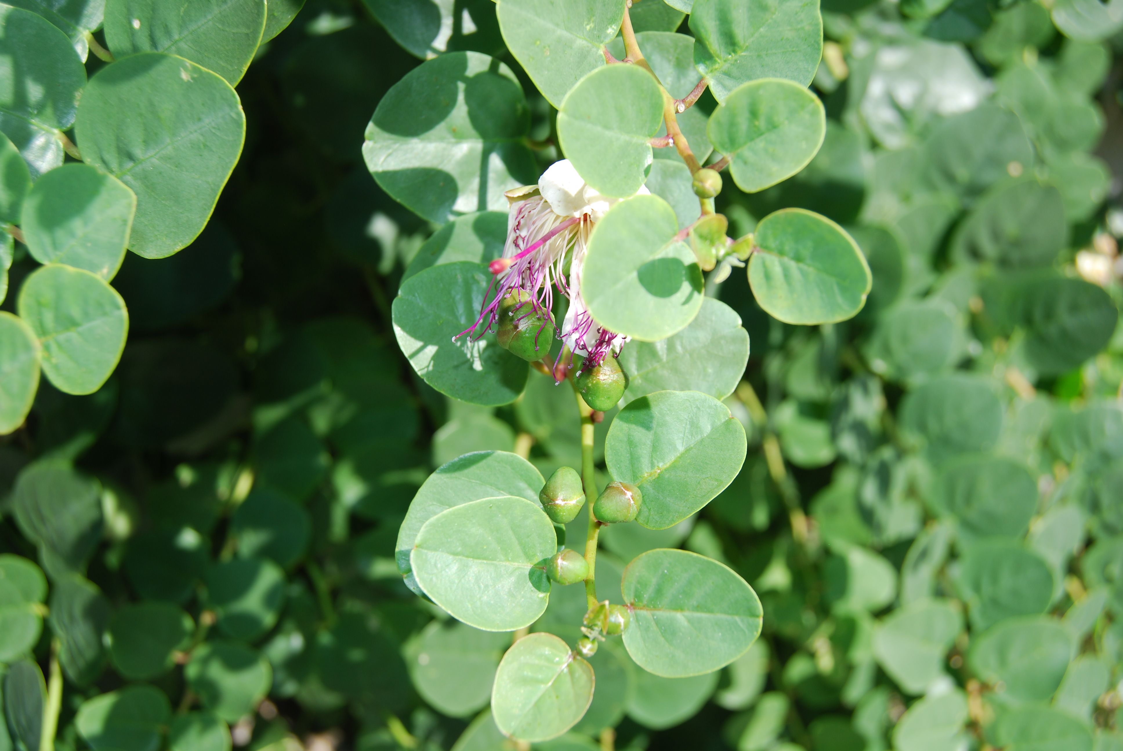 Are you cooking with capers and cucunci? – Toscana Mia Blog