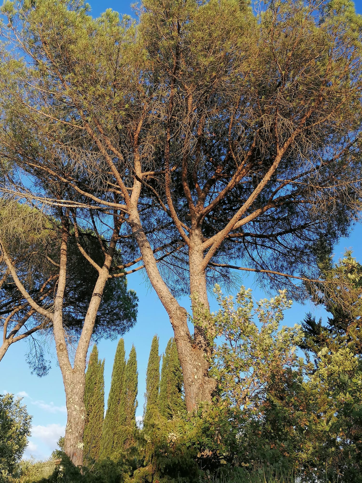 What are Italian Pinenuts? – Toscana Mia Blog